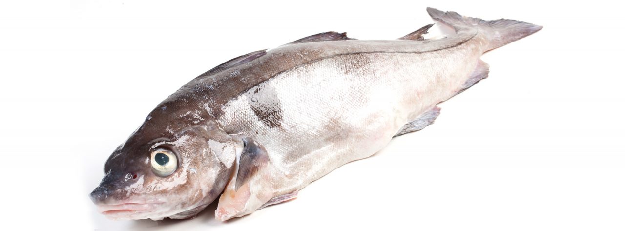 Schelvis – Murko Seafood