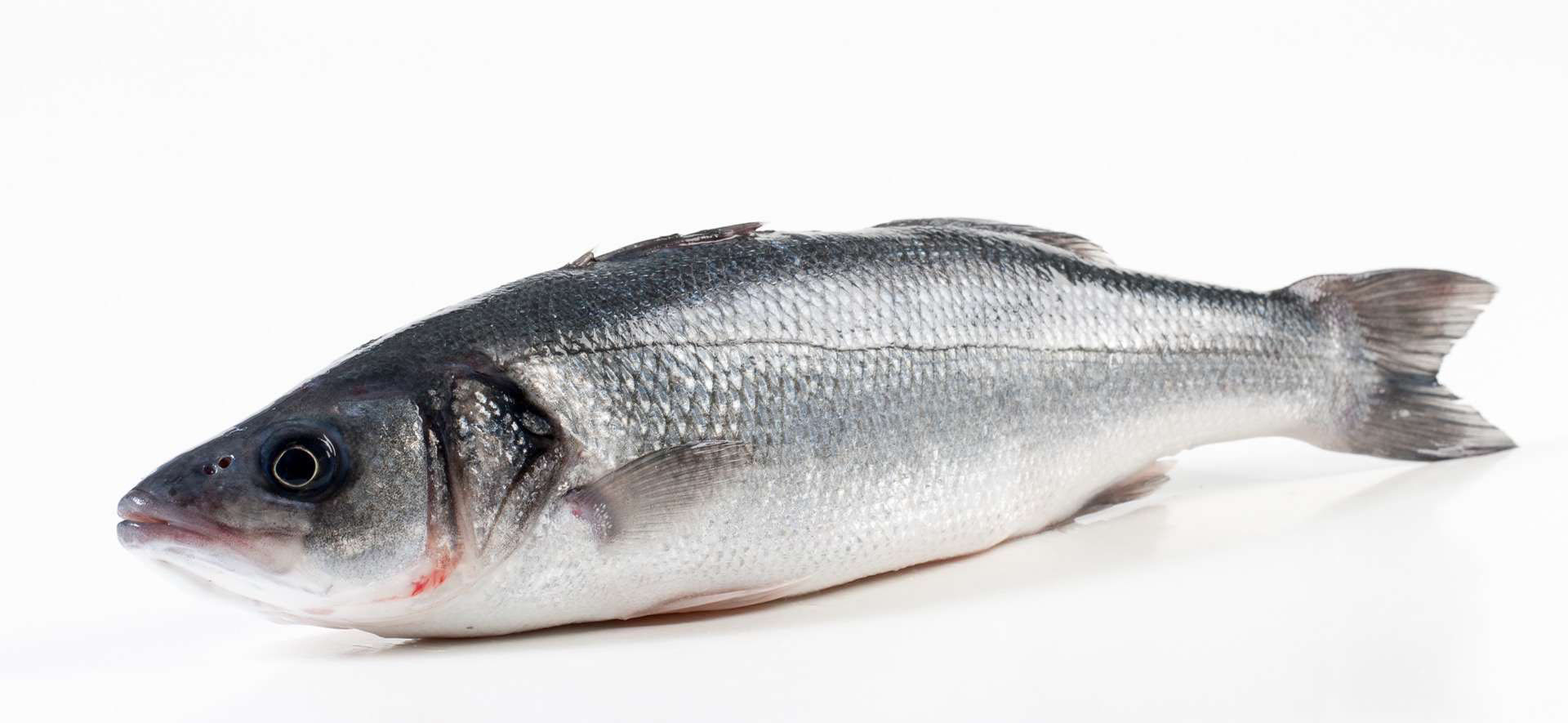 Murko Seafood - Import en export van vis en zeevruchten - Murko Seafood