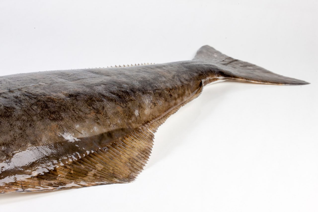 Heilbot – Murko Seafood