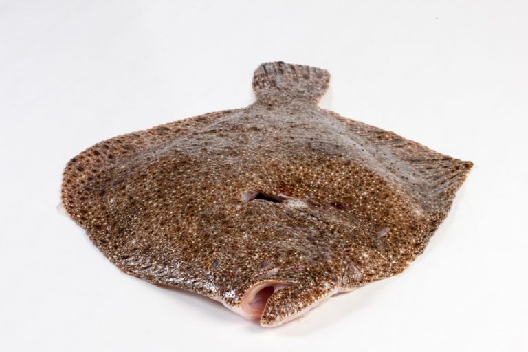 Tarbot – Murko Seafood