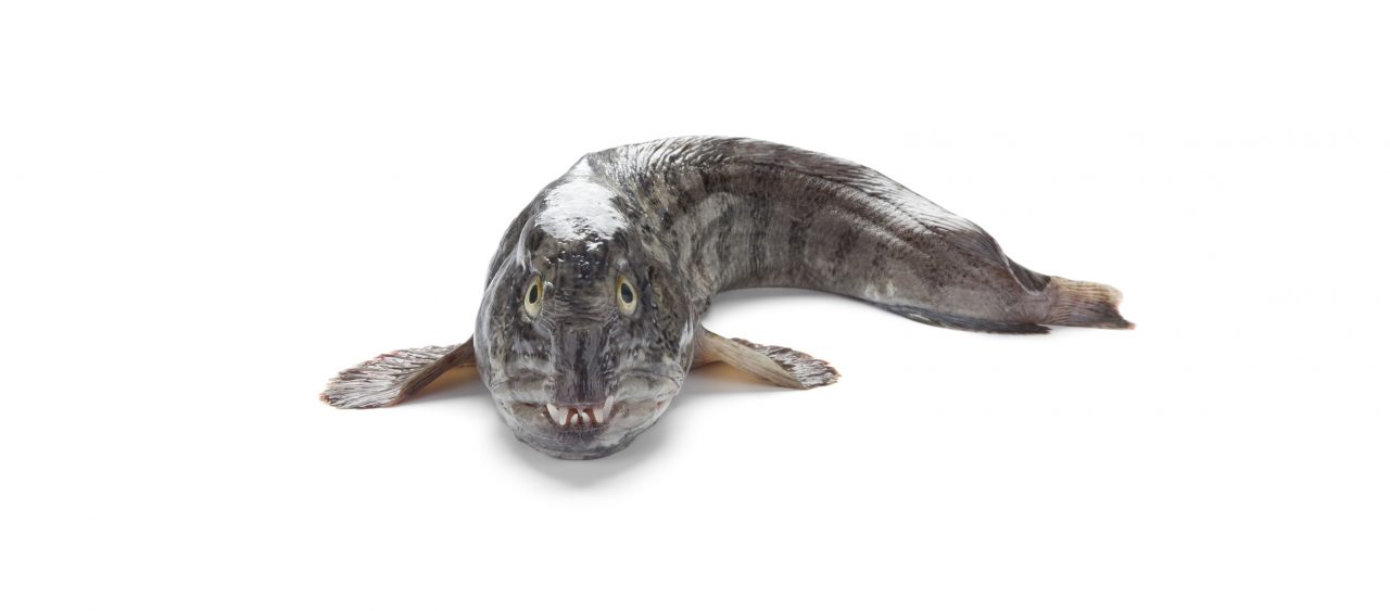 Zeewolf – Murko Seafood