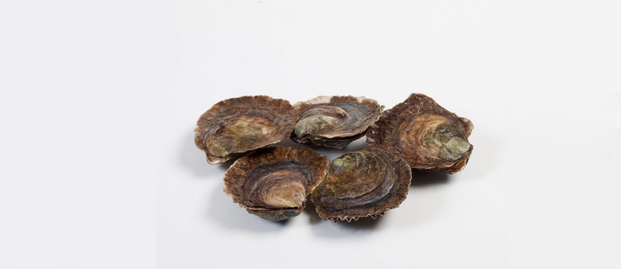 Zeeuwse platte oester – Murko Seafood